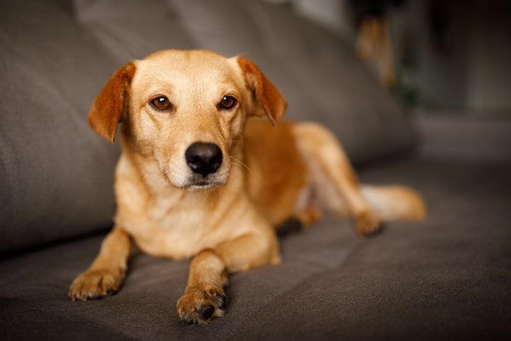 Vira-lata caramelo: o cão mais amado do Brasil e suas curiosidades ...